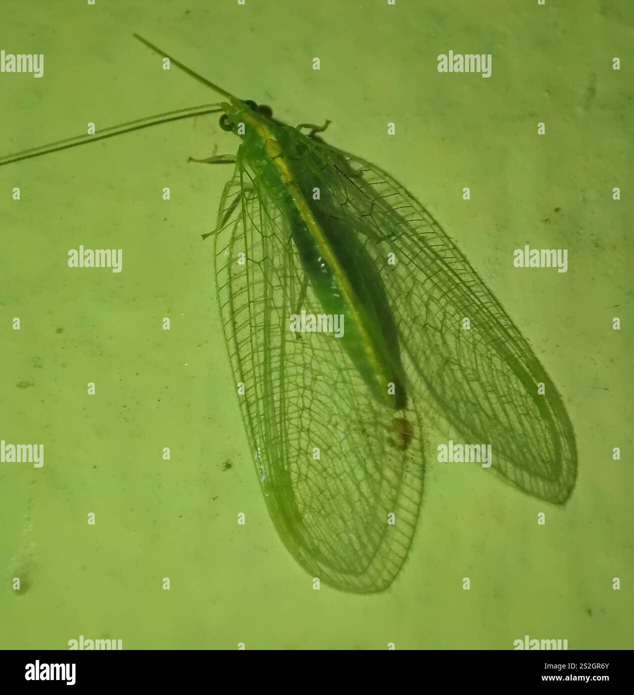 common green lacewings (Chrysoperla Stock Photo - Alamy