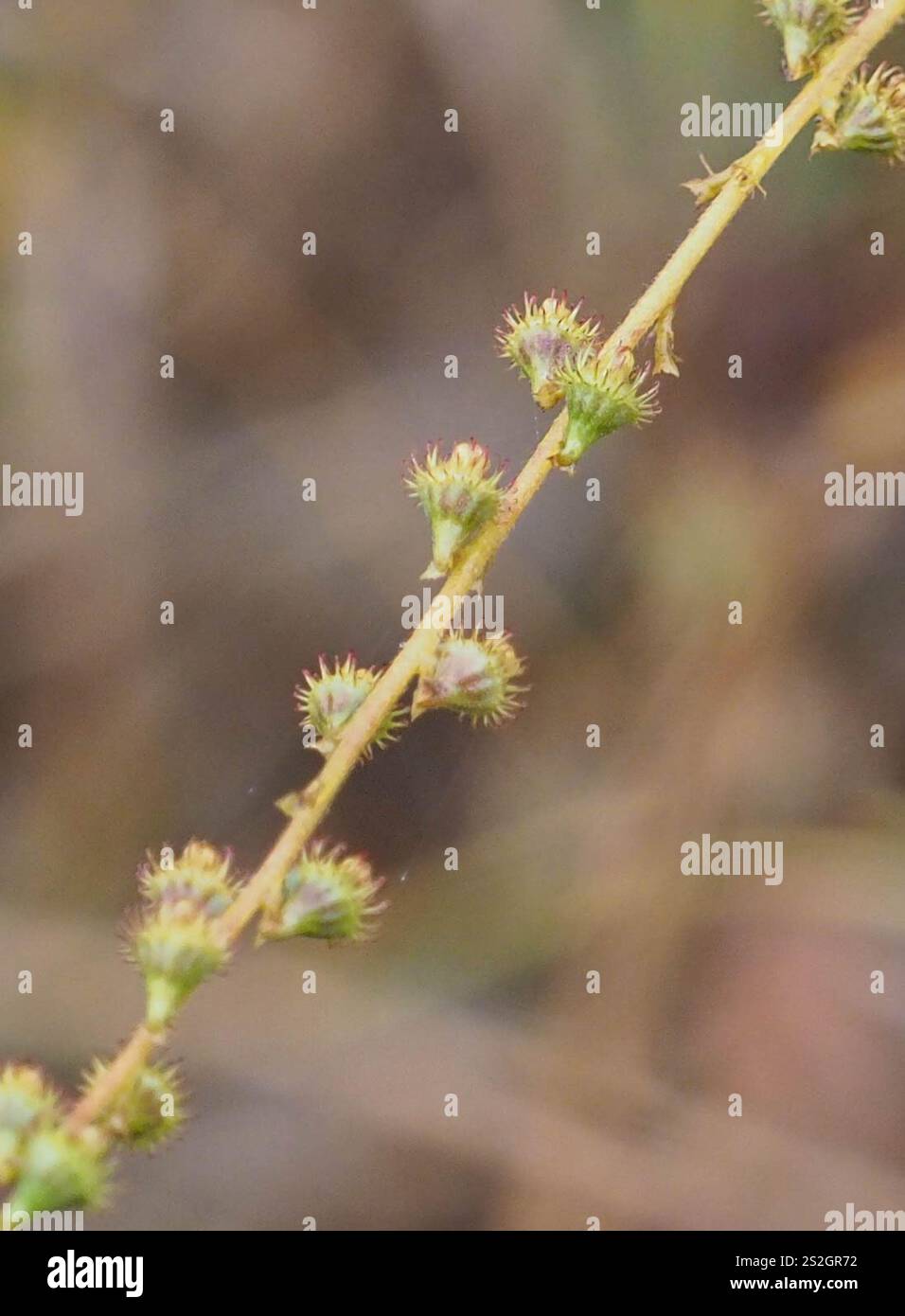 swamp agrimony (Agrimonia parviflora Stock Photo - Alamy