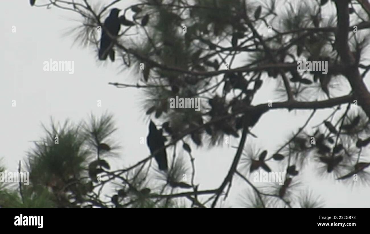 Fish Crow (Corvus ossifragus Stock Photo - Alamy