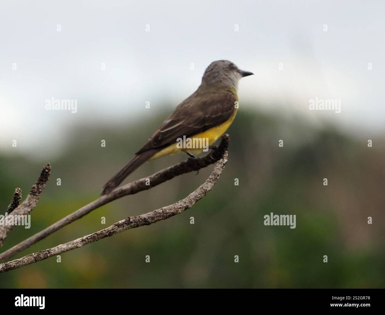 Tropical Kingbird (Tyrannus melancholicus Stock Photo - Alamy