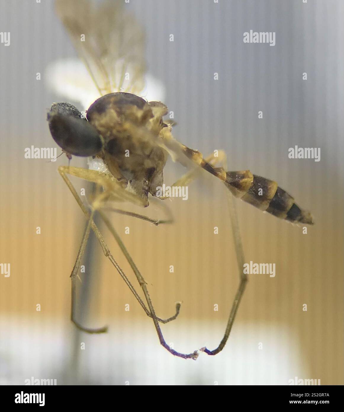 Snipe Flies (Rhagionidae Stock Photo - Alamy