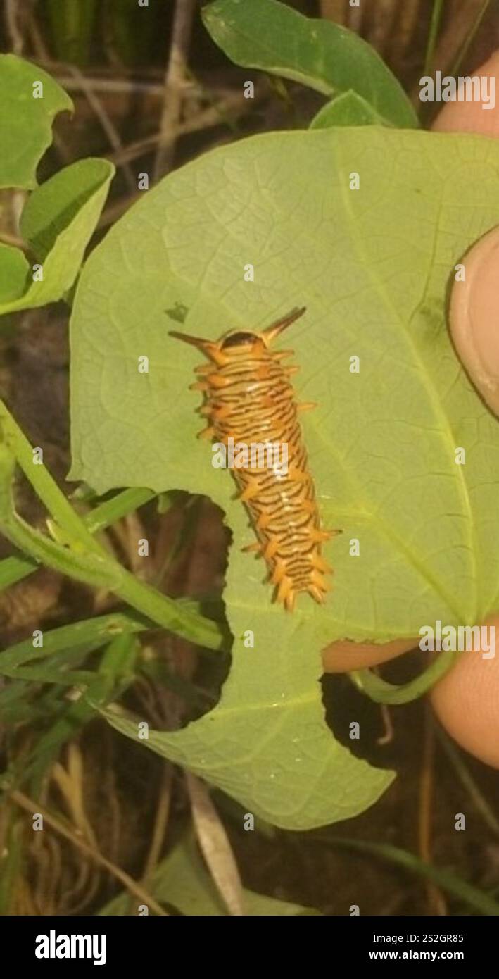 Polydamas Swallowtail (Battus polydamas Stock Photo - Alamy