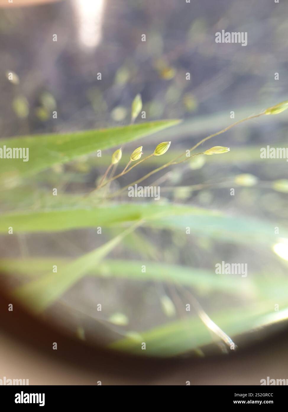 Philadelphia panic grass (Panicum philadelphicum Stock Photo - Alamy