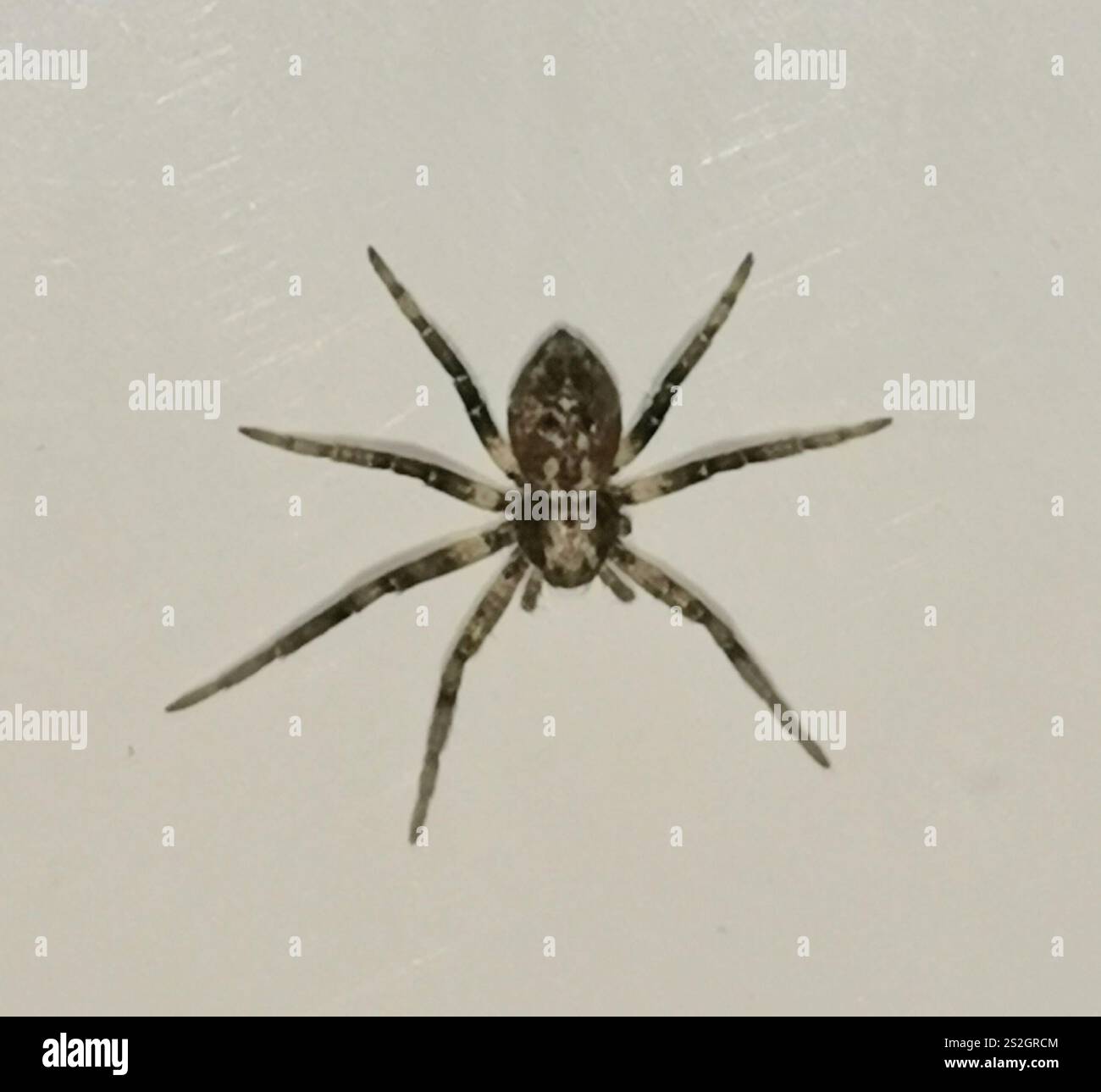 Buzzing Spider (Anyphaena accentuata Stock Photo - Alamy