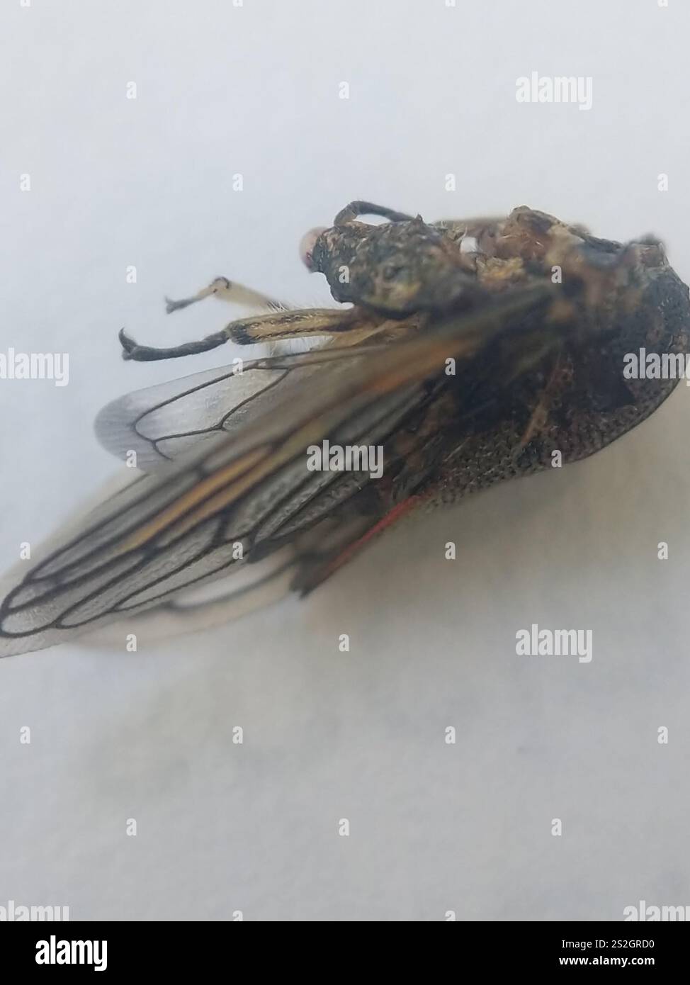 Oak Treehopper (Platycotis vittata Stock Photo - Alamy