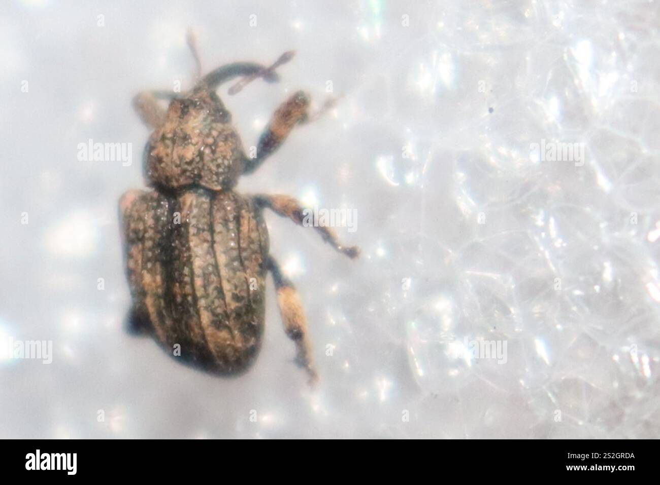 True Weevils (Curculionidae Stock Photo - Alamy