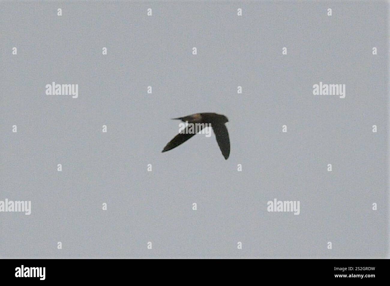 Germain's Swiftlet (Aerodramus fuciphagus germani Stock Photo - Alamy