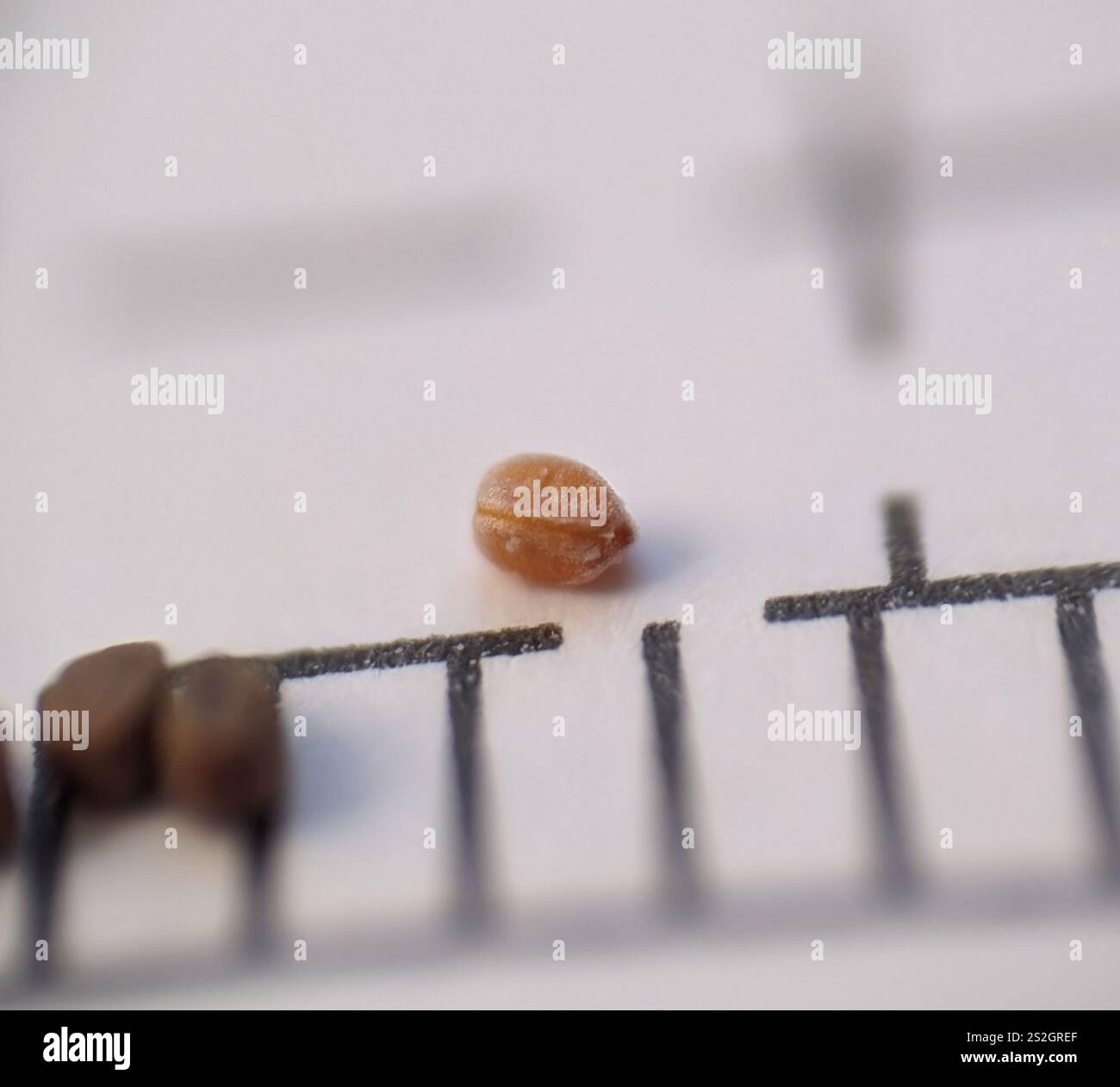 limestone sandmat (Euphorbia blodgettii Stock Photo - Alamy