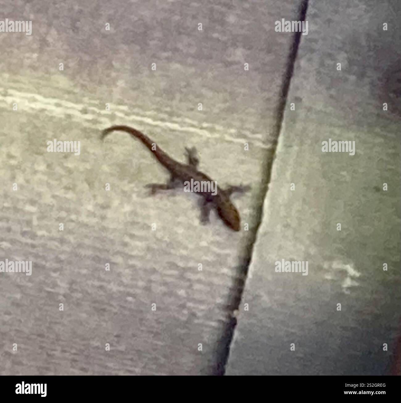 (Gonatodes albogularis albogularis Stock Photo - Alamy