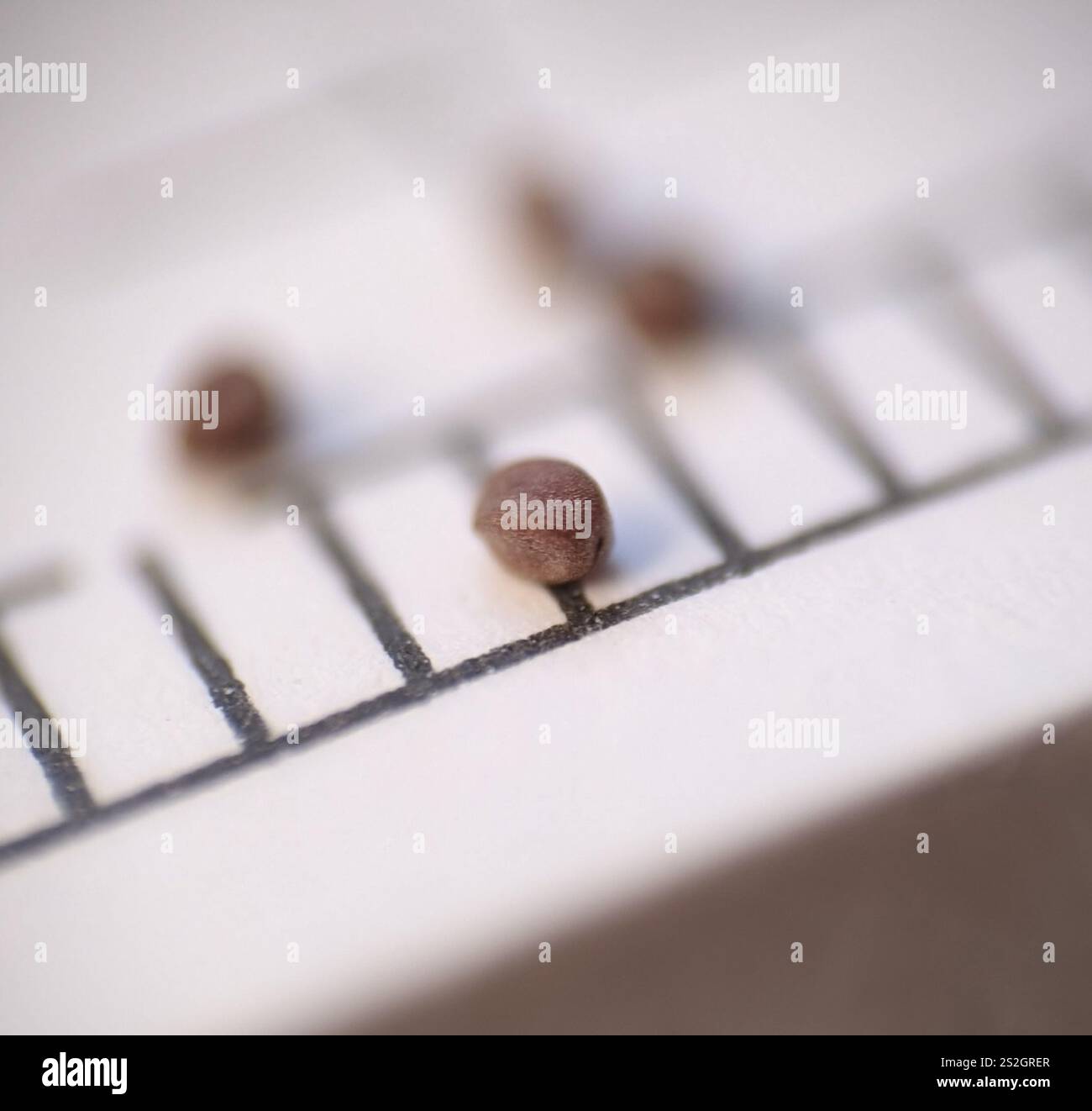 limestone sandmat (Euphorbia blodgettii Stock Photo - Alamy