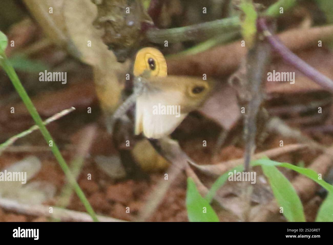 Common Fijian Ringlet (Ypthima sesara Stock Photo - Alamy