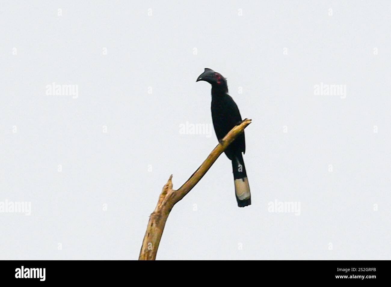 Black Hornbill (Anthracoceros malayanus Stock Photo - Alamy