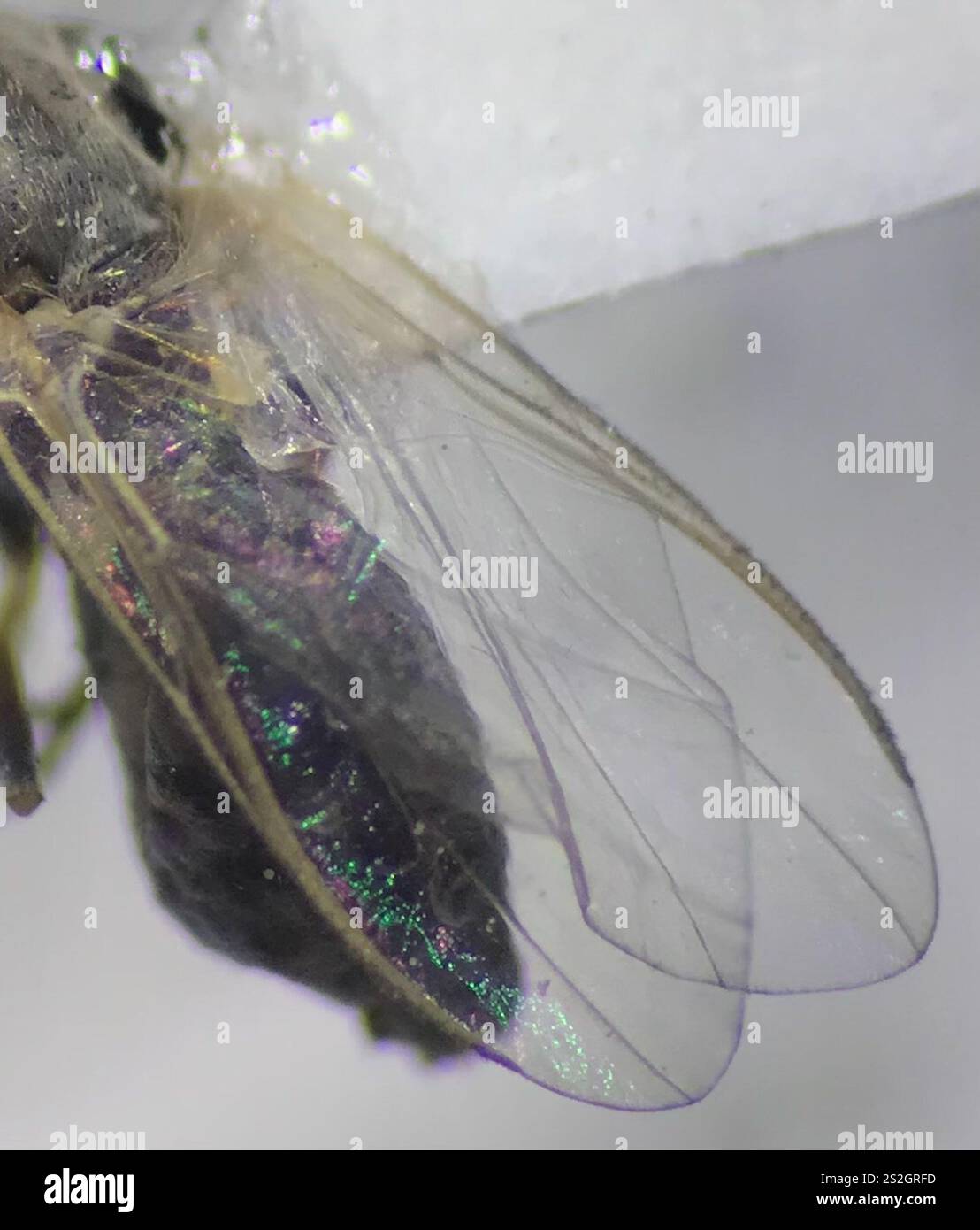 Common Blackflies (Simulium Stock Photo - Alamy