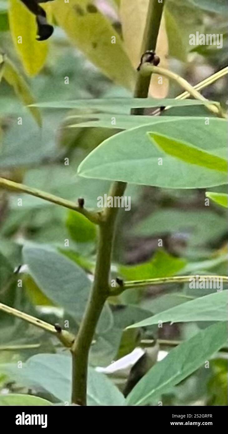 American senna (Senna hebecarpa Stock Photo - Alamy