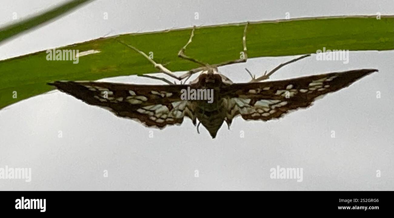 Stained-glass Moth (Samea castellalis Stock Photo - Alamy