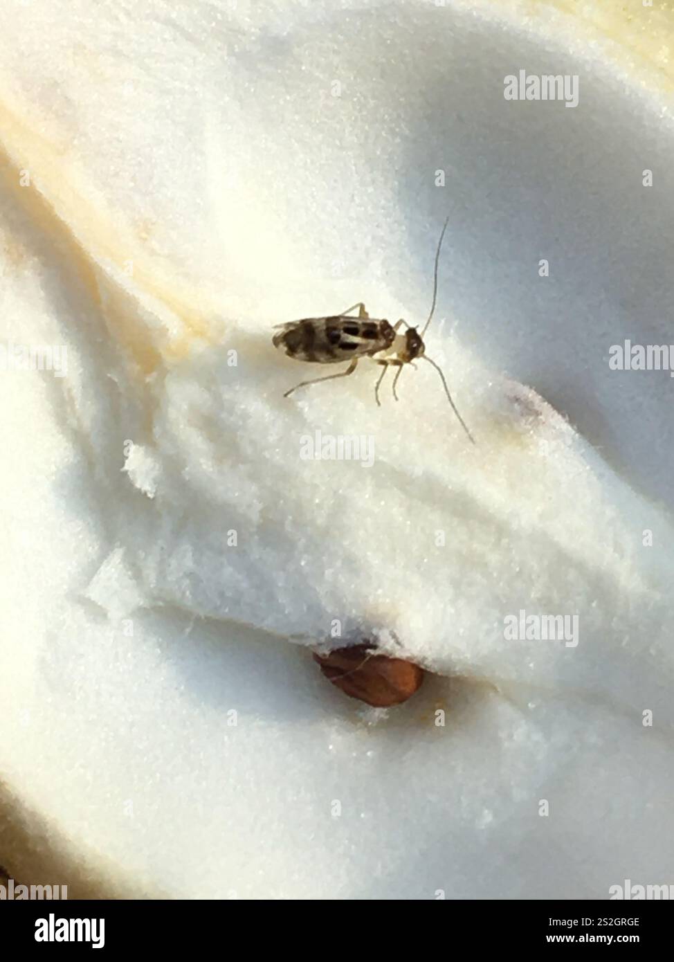 F-winged Barklouse (Graphopsocus cruciatus Stock Photo - Alamy