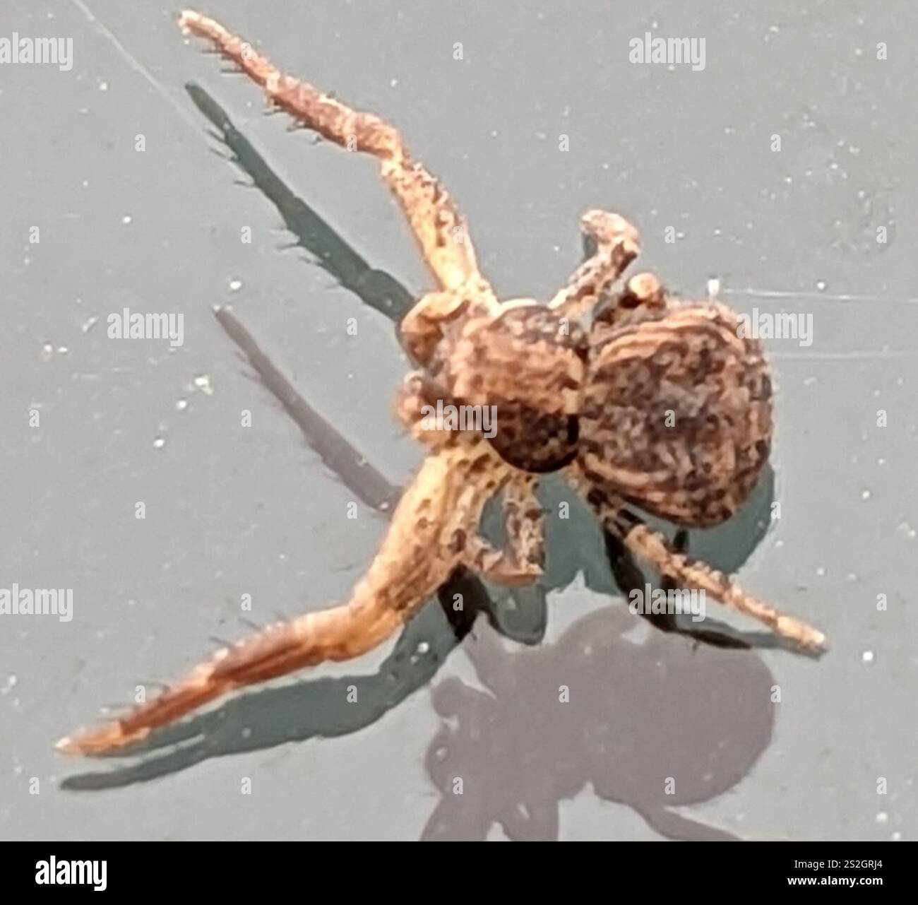 Crab Spiders (Thomisidae Stock Photo - Alamy