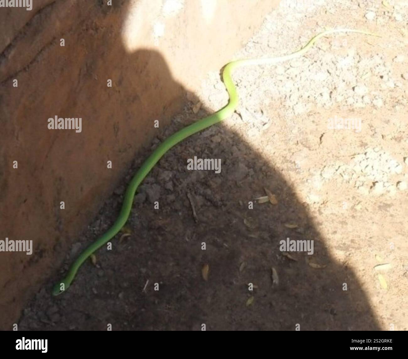 Philodryas aestiva hi-res stock photography and images - Alamy