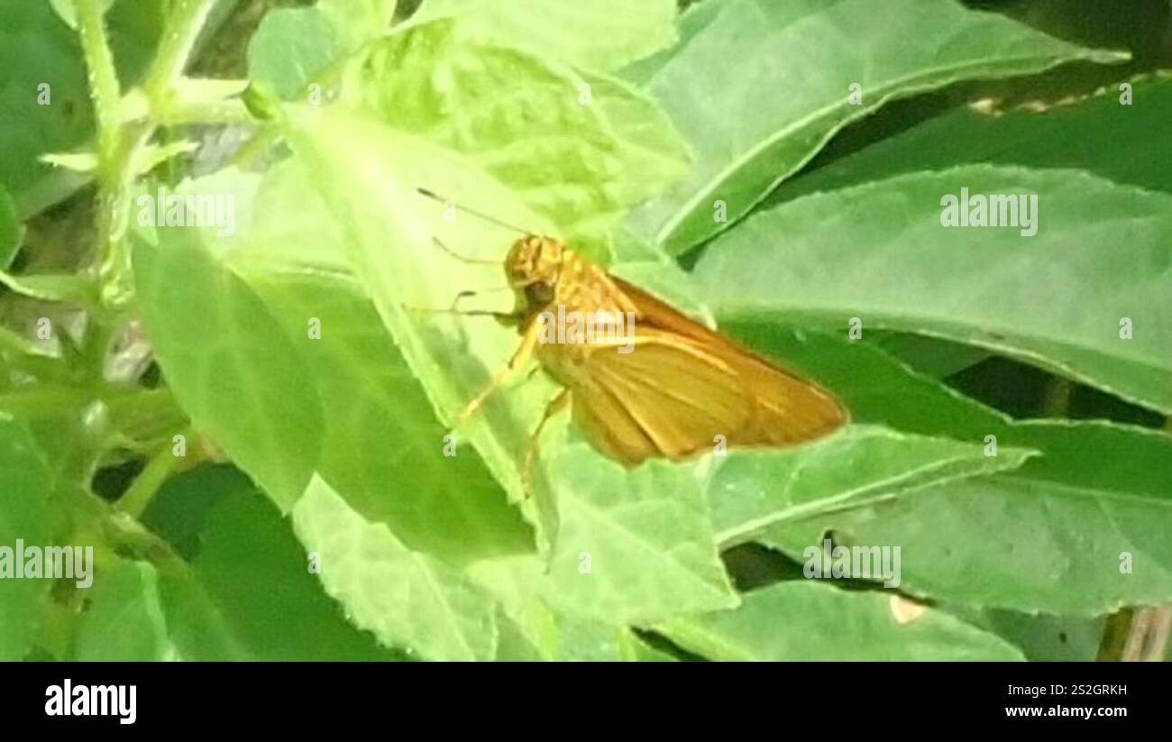 Common Mellana (Quasimellana eulogius Stock Photo - Alamy