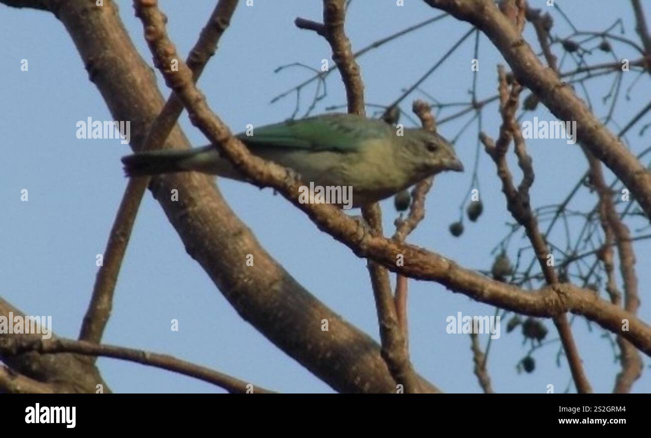 Sayaca Tanager (Thraupis sayaca Stock Photo - Alamy