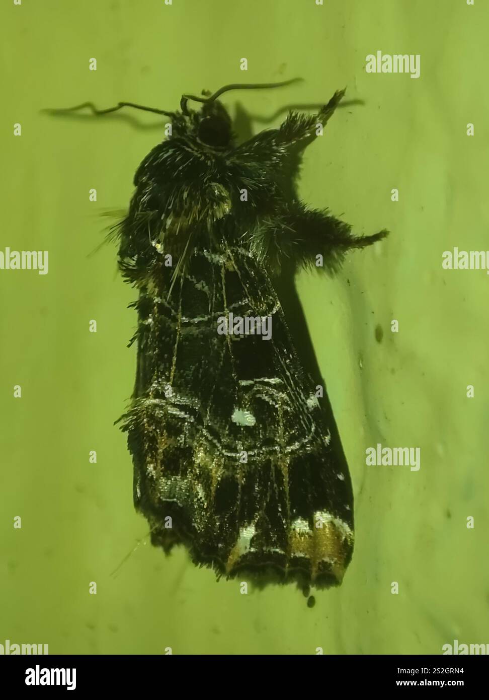 Fern Moths (Callopistria Stock Photo - Alamy