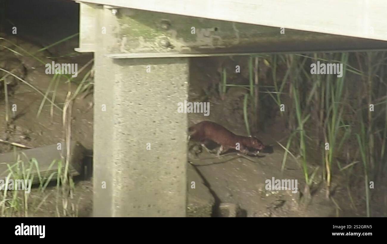 Atlantic Salt Marsh Mink (Neogale vison lutensis Stock Photo - Alamy