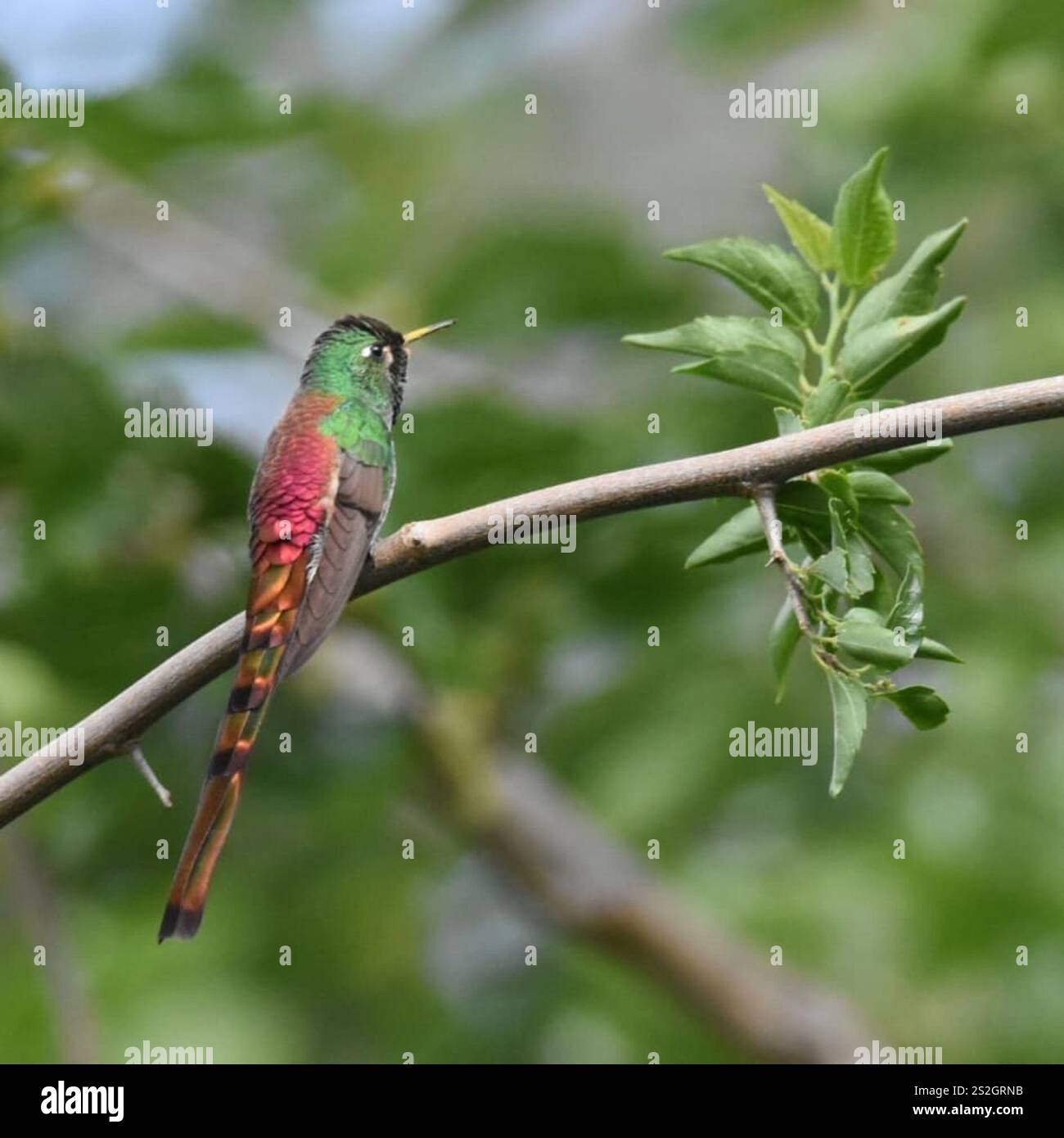 Red-tailed Comet (Sappho sparganurus Stock Photo - Alamy