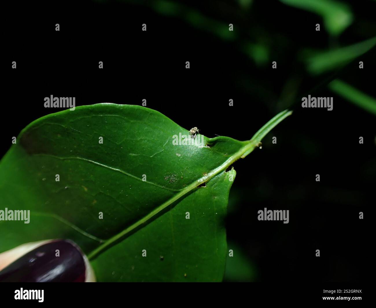 True Weevils (Curculionidae Stock Photo - Alamy