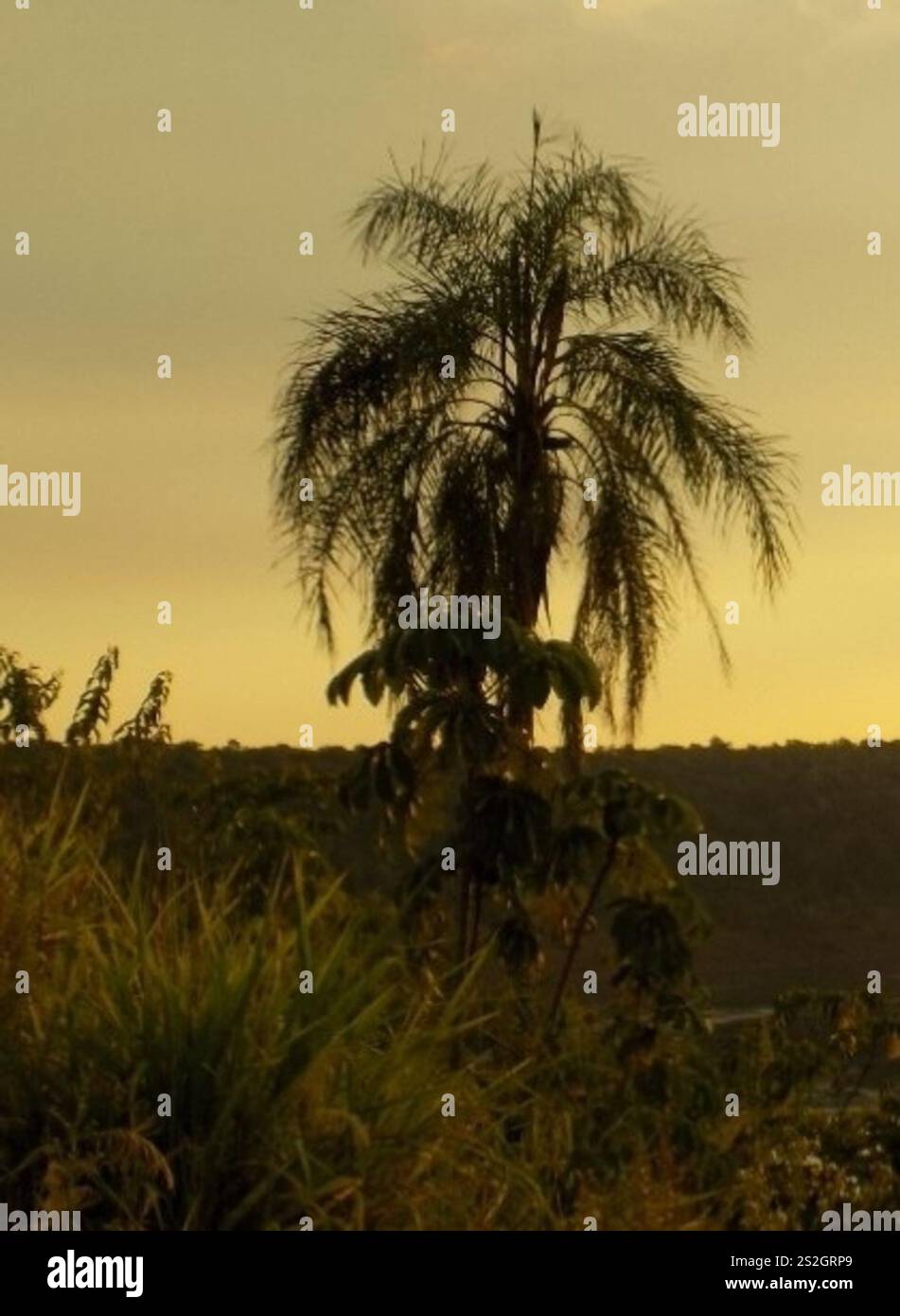 Palm syagrus romanzoffiana hi-res stock photography and images - Alamy