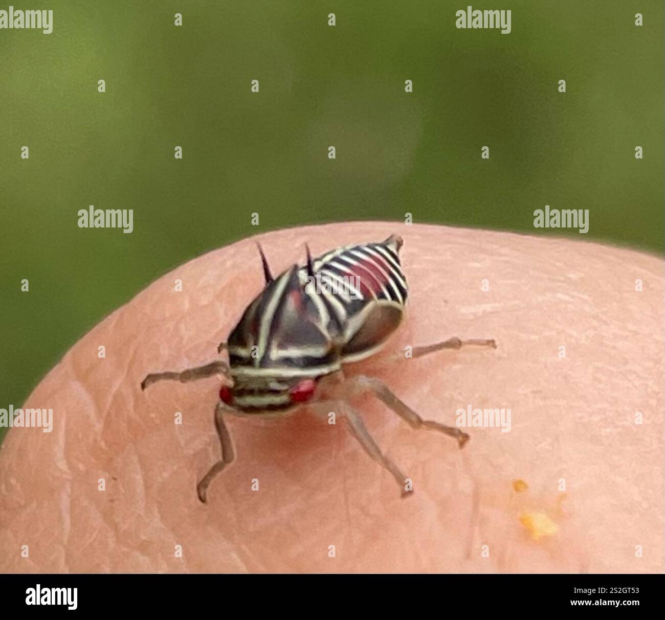 Oak Treehopper (Platycotis vittata Stock Photo - Alamy