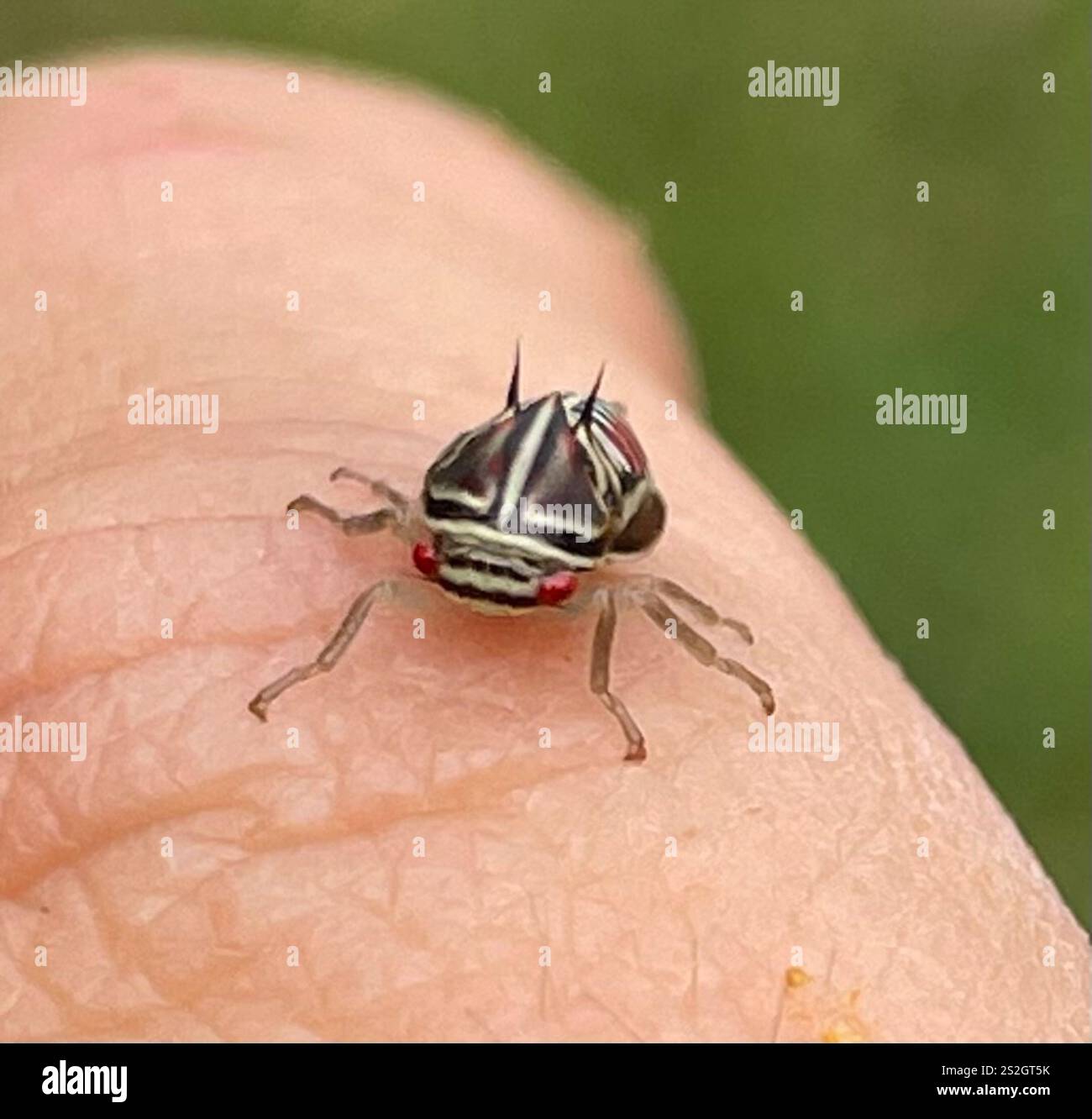 Oak Treehopper (Platycotis vittata Stock Photo - Alamy