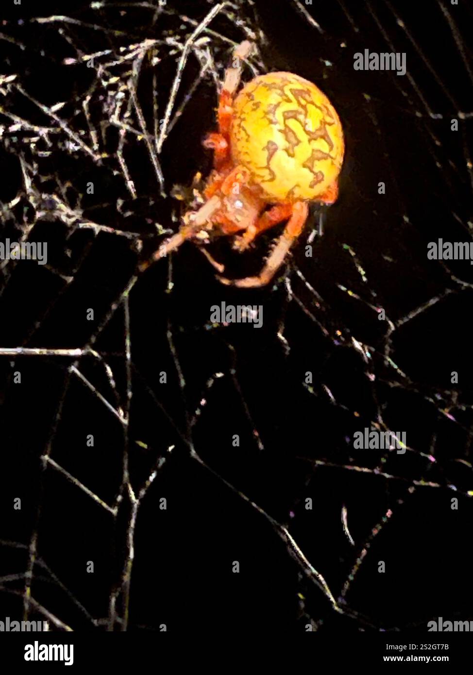 Marbled Orbweaver (Araneus marmoreus Stock Photo - Alamy