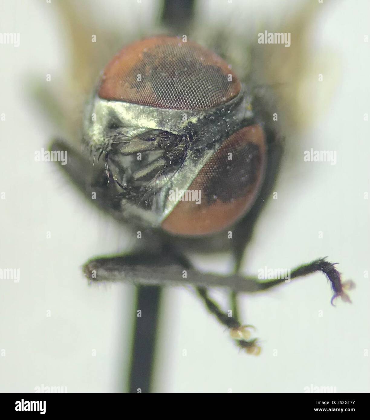 Common House Fly (Musca domestica Stock Photo - Alamy