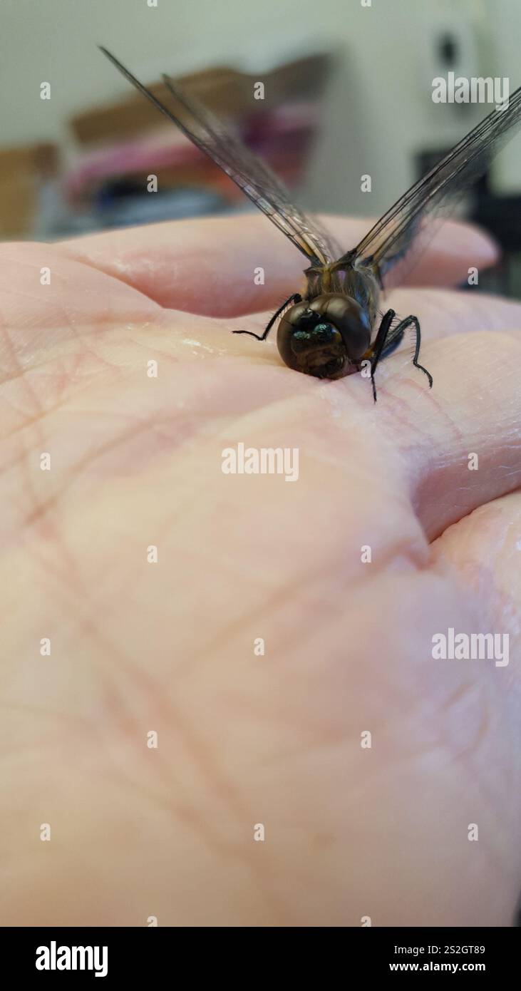 Williamsoni hi-res stock photography and images - Alamy