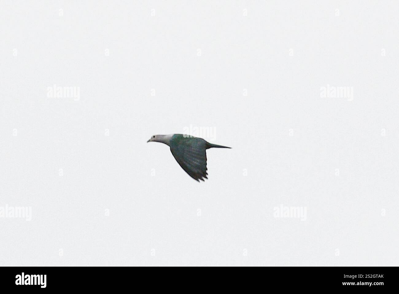 Green Imperial Pigeon (Ducula aenea Stock Photo - Alamy