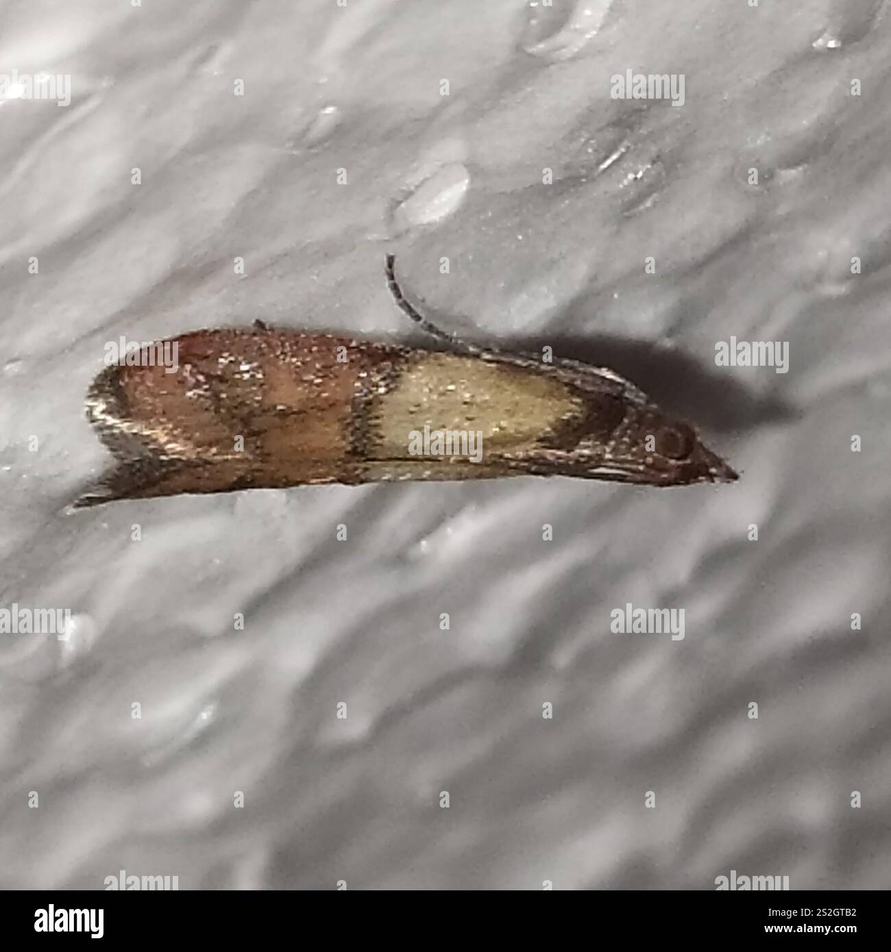 Indian-Meal Moth (Plodia interpunctella Stock Photo - Alamy