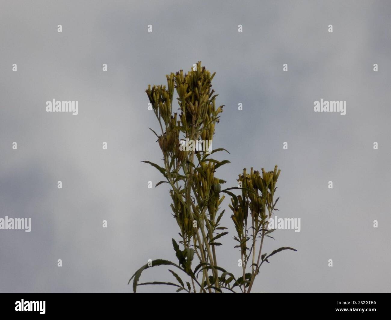 wild marigold (Tagetes minuta Stock Photo - Alamy