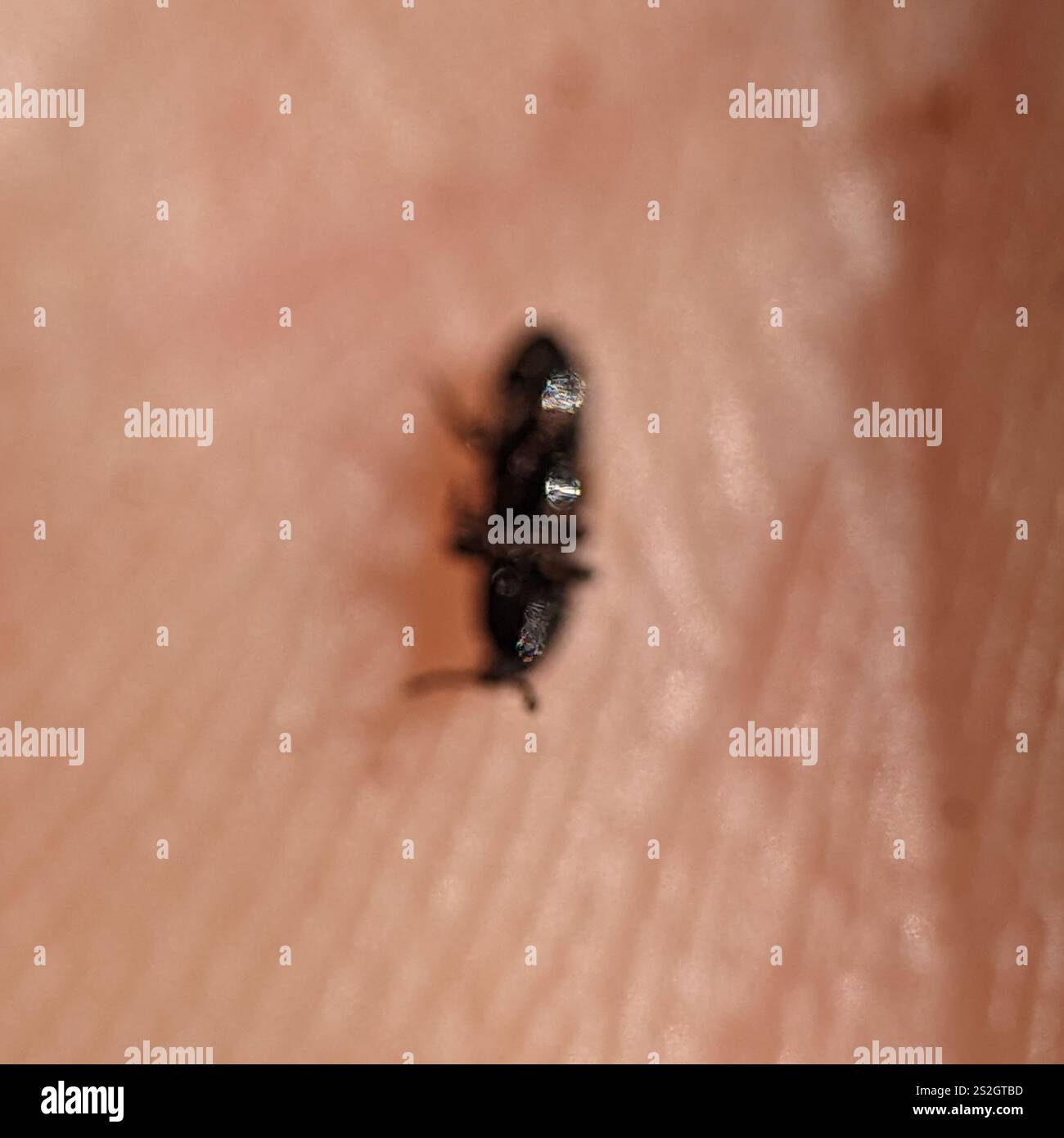 Eastern Pine Bark Weevil (Cossonus corticola Stock Photo - Alamy