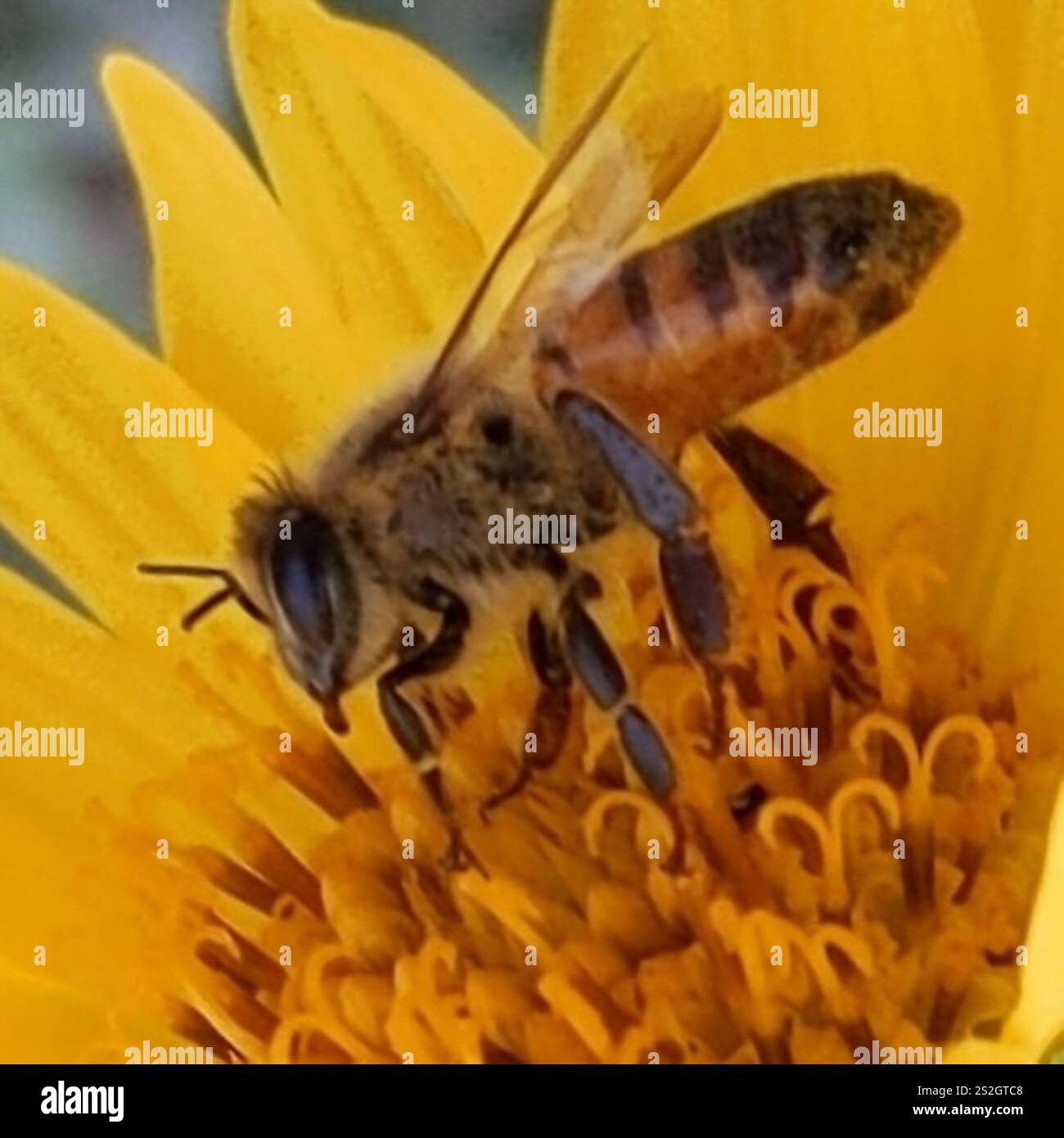 Western Honey Bee (Apis mellifera Stock Photo - Alamy