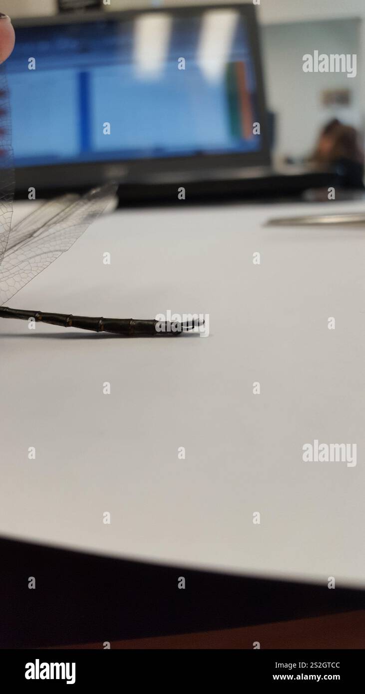 Williamson's Emerald (Somatochlora williamsoni Stock Photo - Alamy