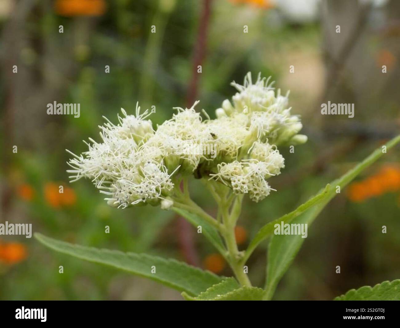 Whiteweed (Austroeupatorium inulifolium Stock Photo - Alamy