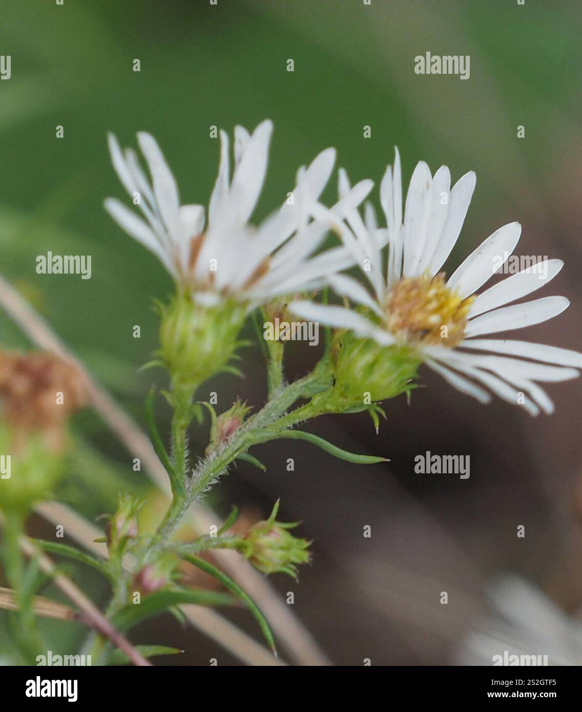 hairy white oldfield aster (Symphyotrichum pilosum Stock Photo - Alamy