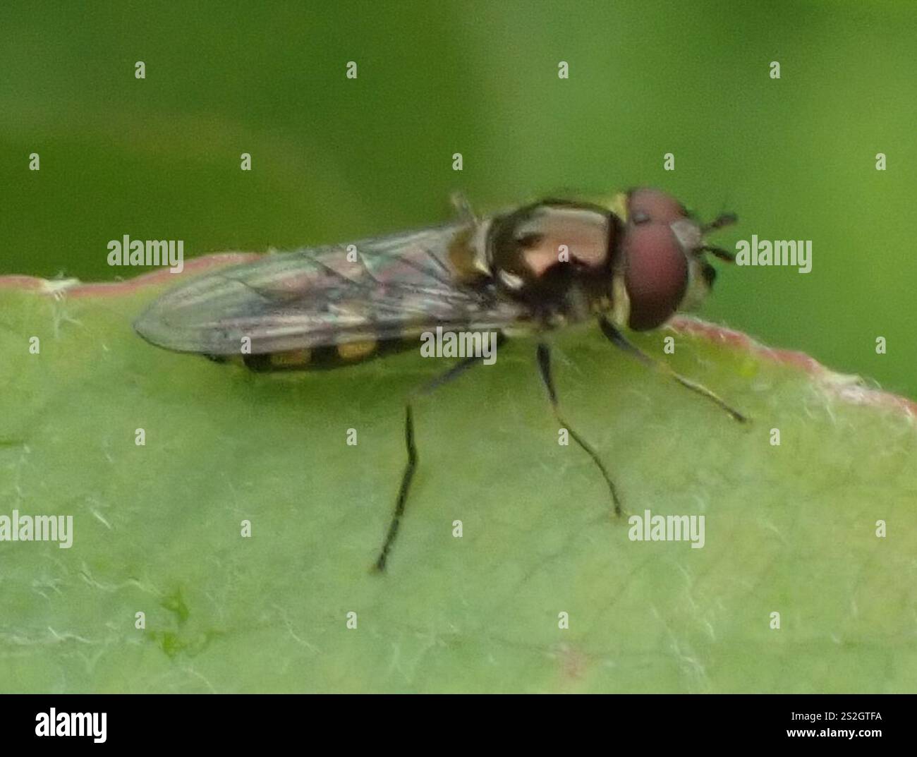 Typical Hover Flies (Syrphinae Stock Photo - Alamy