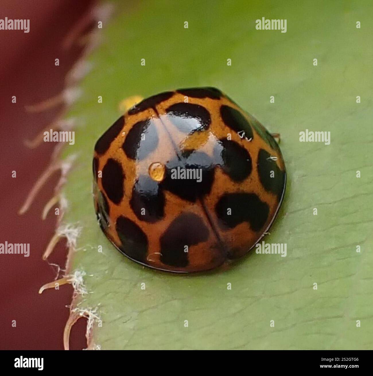 Large Spotted Ladybird (Harmonia conformis Stock Photo - Alamy