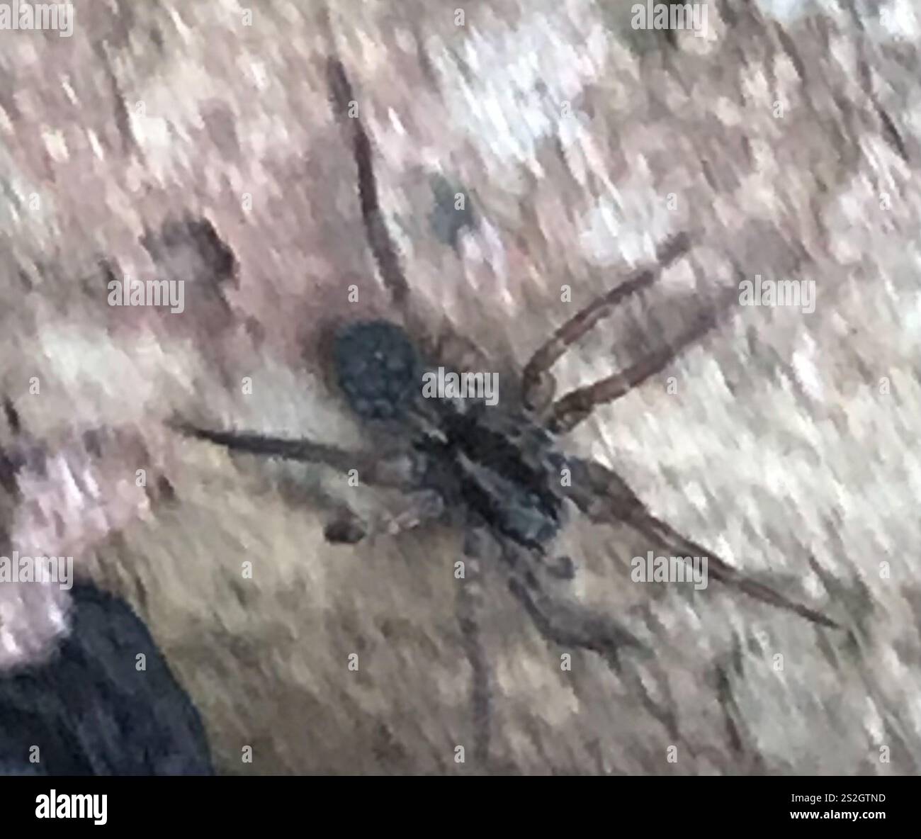 Rustic Wolf Spider (Trochosa ruricola Stock Photo - Alamy