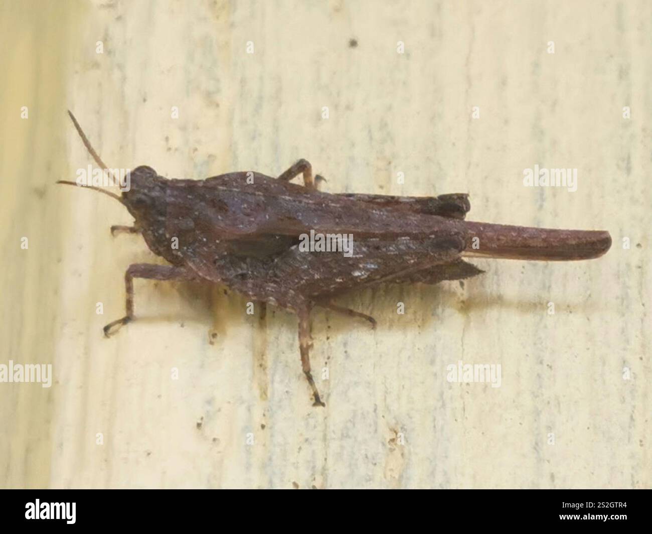 Obscure Grouse Locust (Tetrix arenosa Stock Photo - Alamy