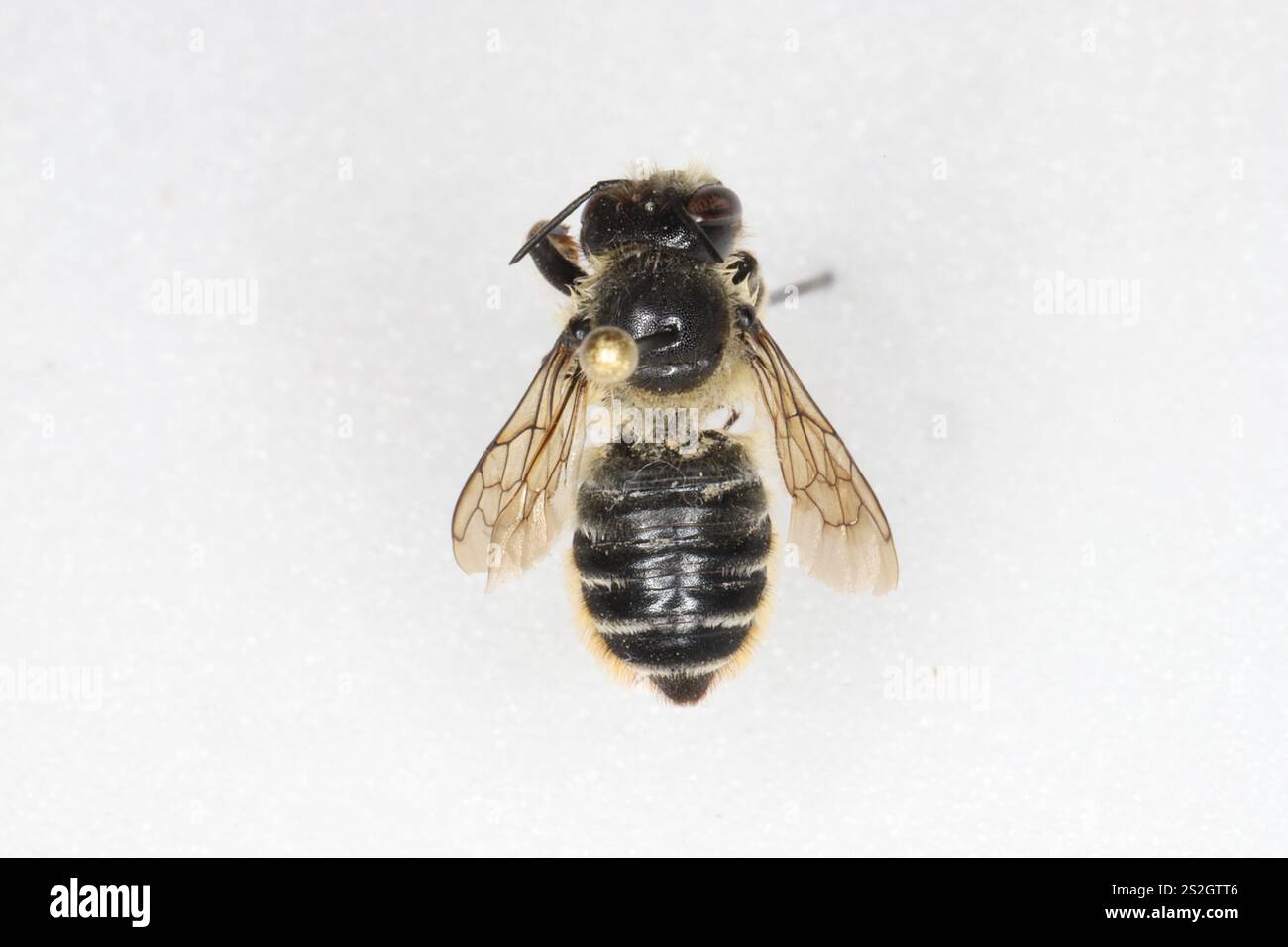 Unarmed Leafcutter Bee (Megachile inermis Stock Photo - Alamy
