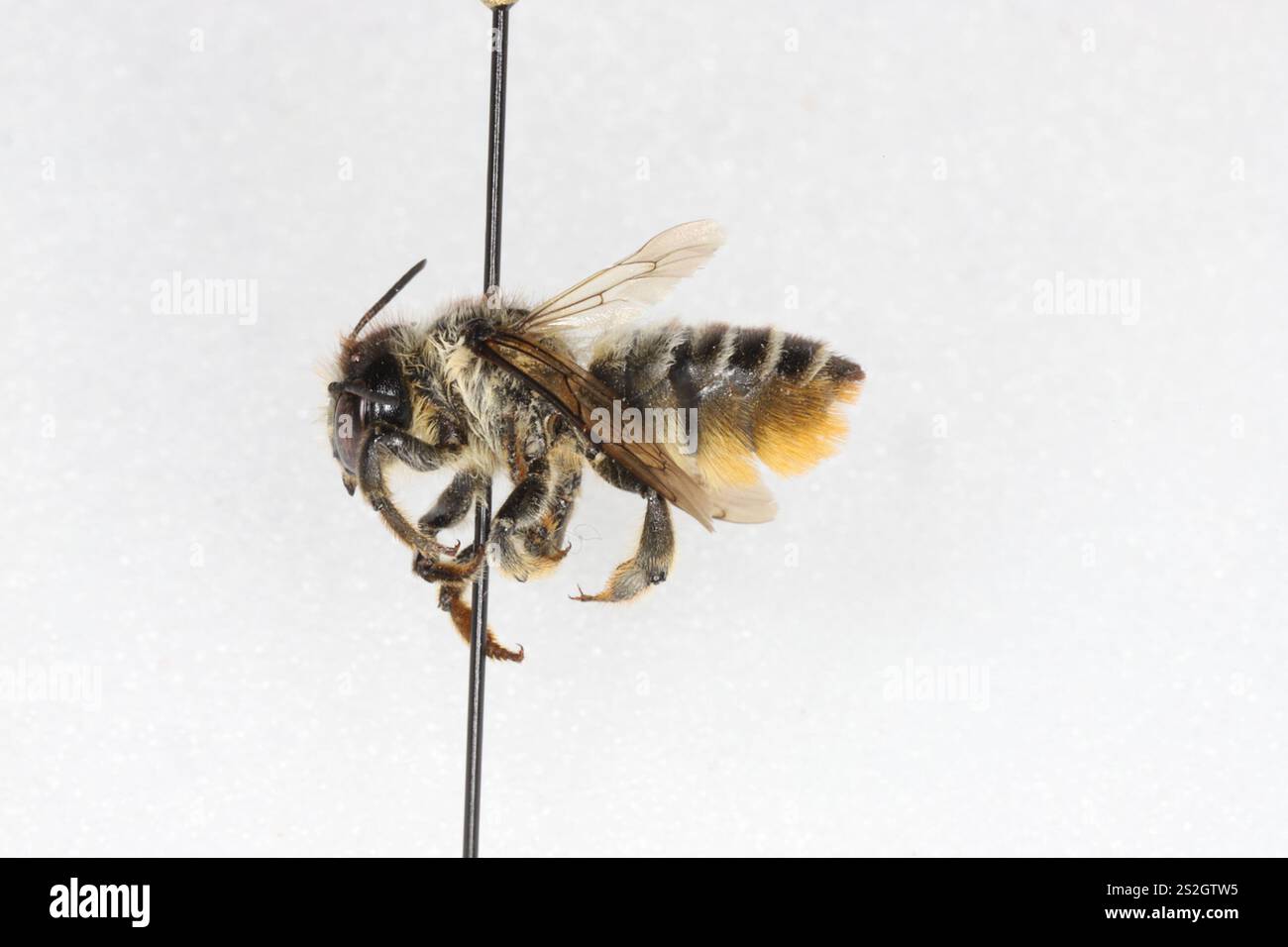 Unarmed Leafcutter Bee (Megachile inermis Stock Photo - Alamy