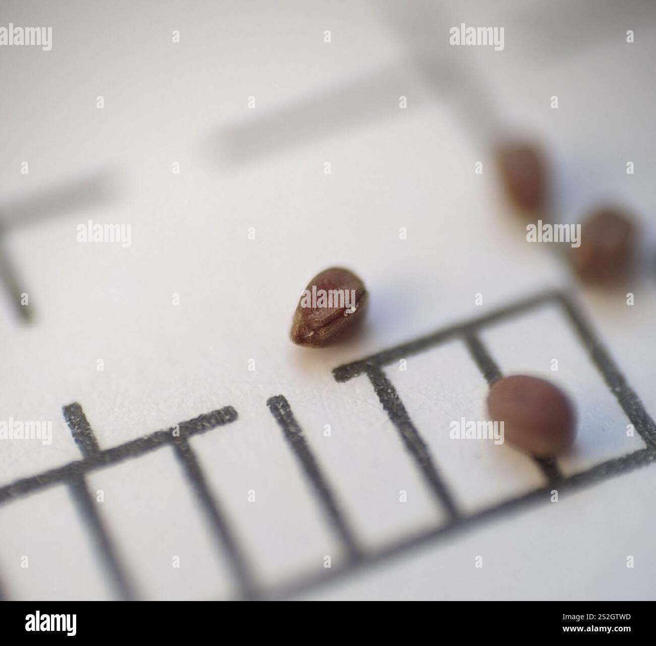 limestone sandmat (Euphorbia blodgettii Stock Photo - Alamy