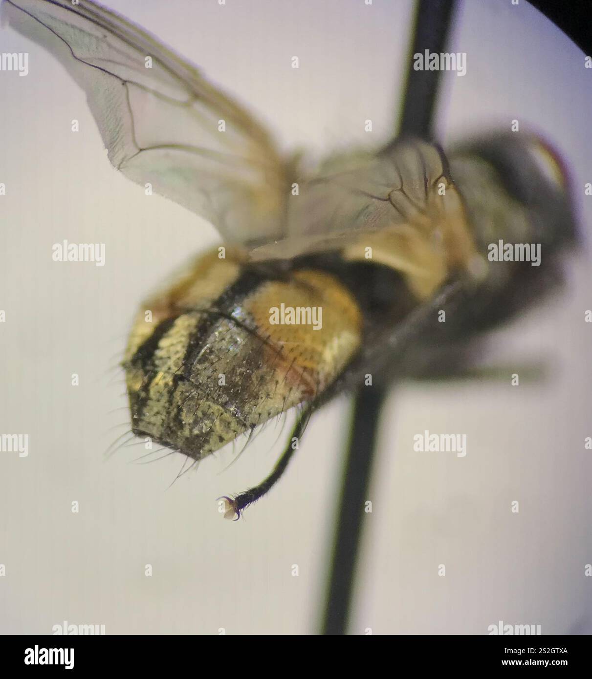 Common House Fly (Musca domestica Stock Photo - Alamy